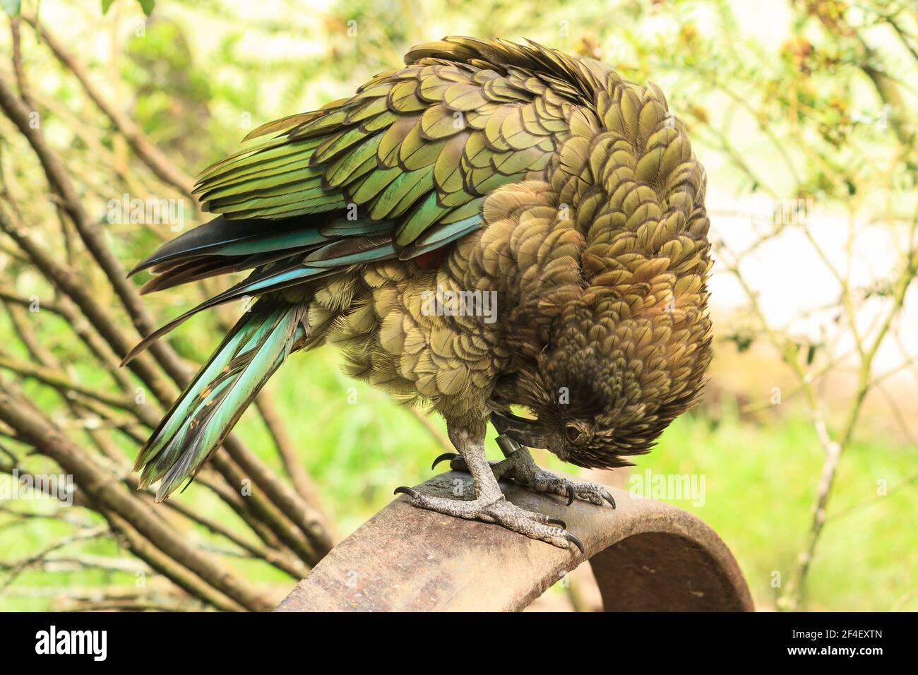 A kea, a New Zealand native parrot, wrapping itself into a ball to ...