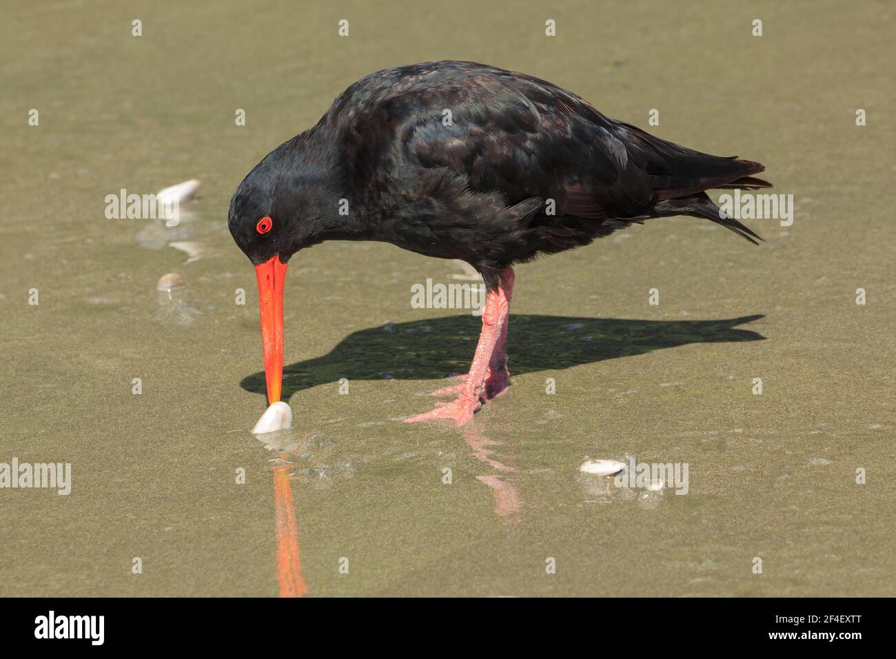 Variable oystercatcher nz hi-res stock photography and images - Alamy