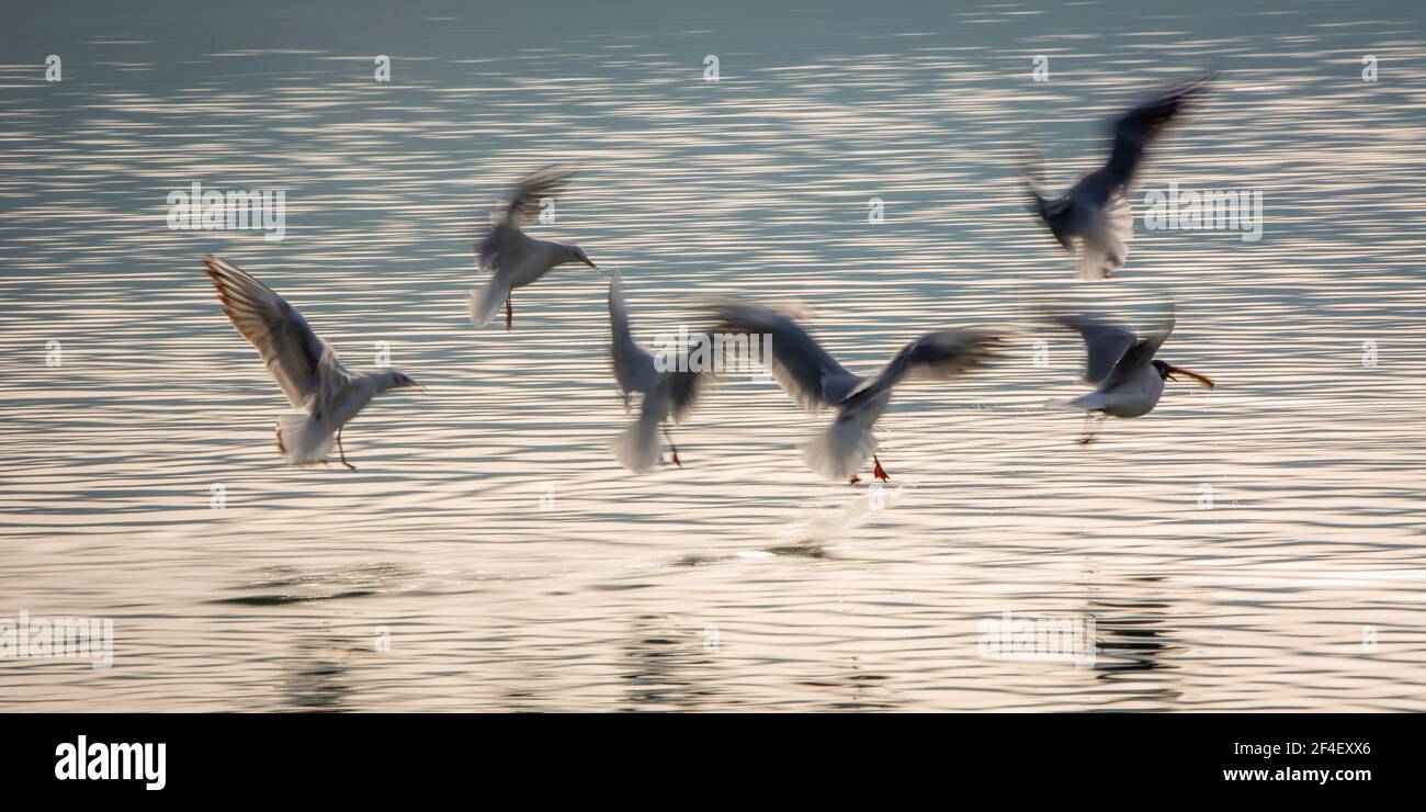 Aerial feather motion hi-res stock photography and images - Alamy