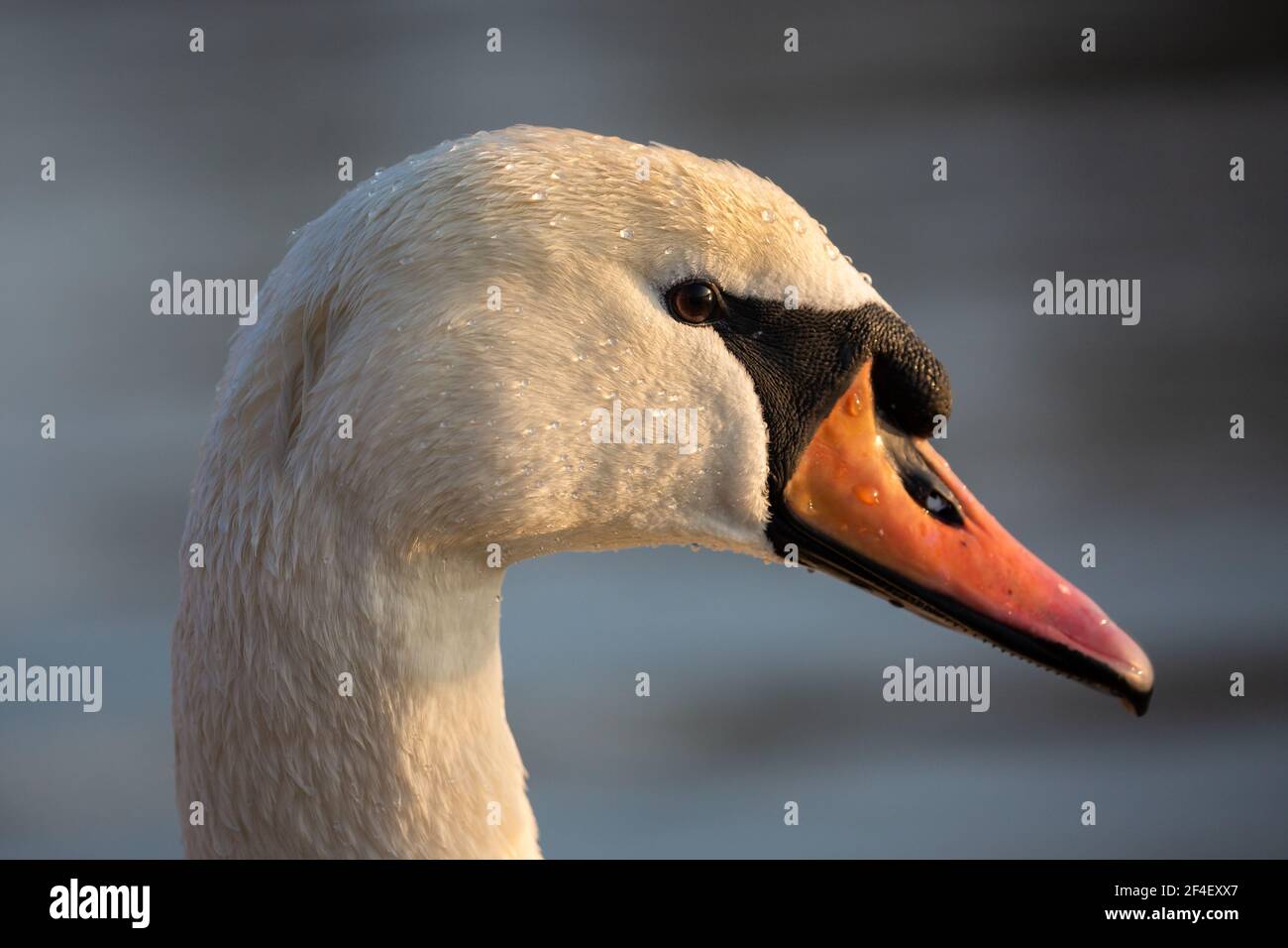 Super sharp hi-res stock photography and images - Alamy