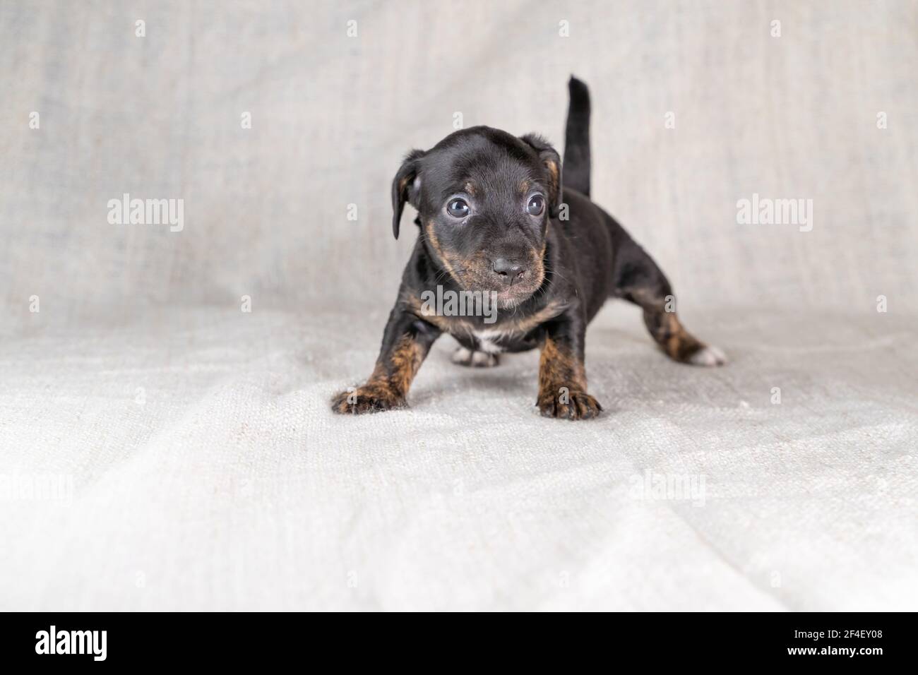 Brown and black brindle Jack Russell Terrier dog puppy. Looks insecure ...