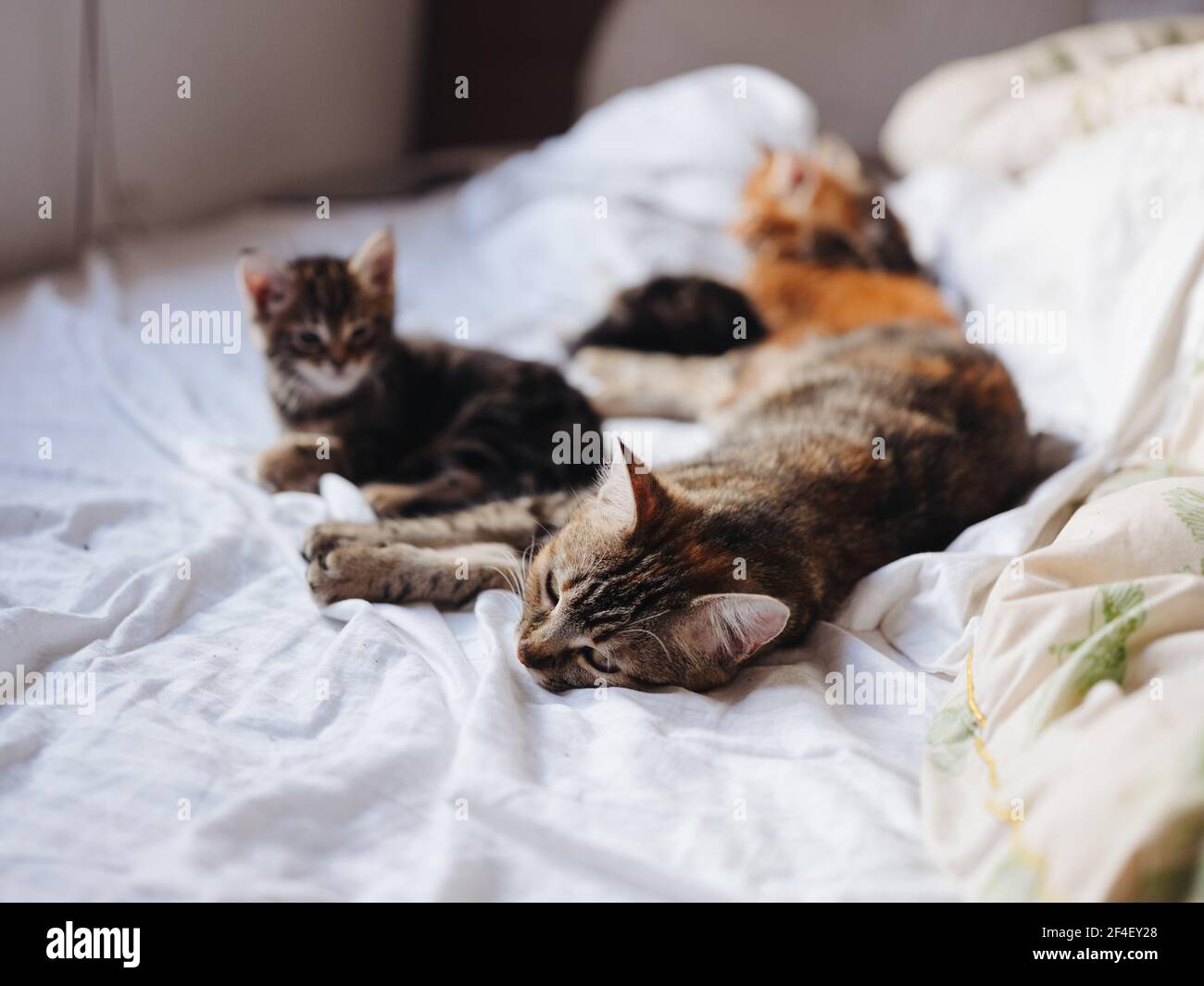 Kittens with a cat lie indoors on the bed Stock Photo - Alamy