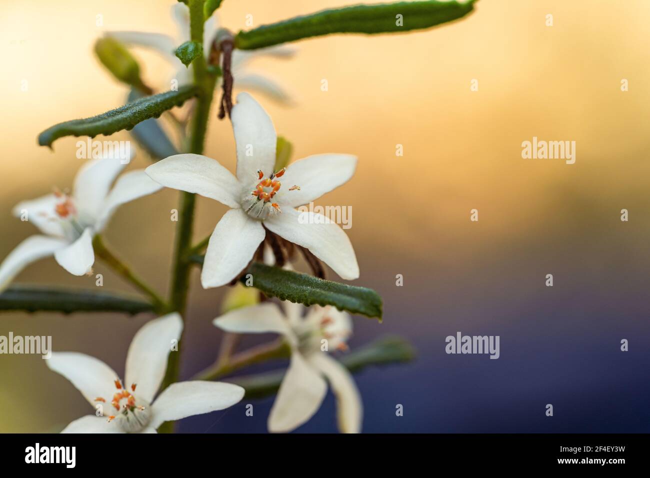 Philotheca plant hi-res stock photography and images - Alamy