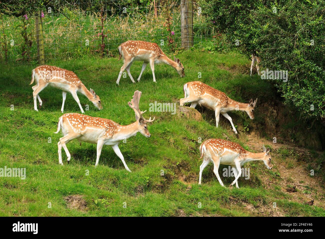 Buck doe wildlife animals hi-res stock photography and images - Alamy