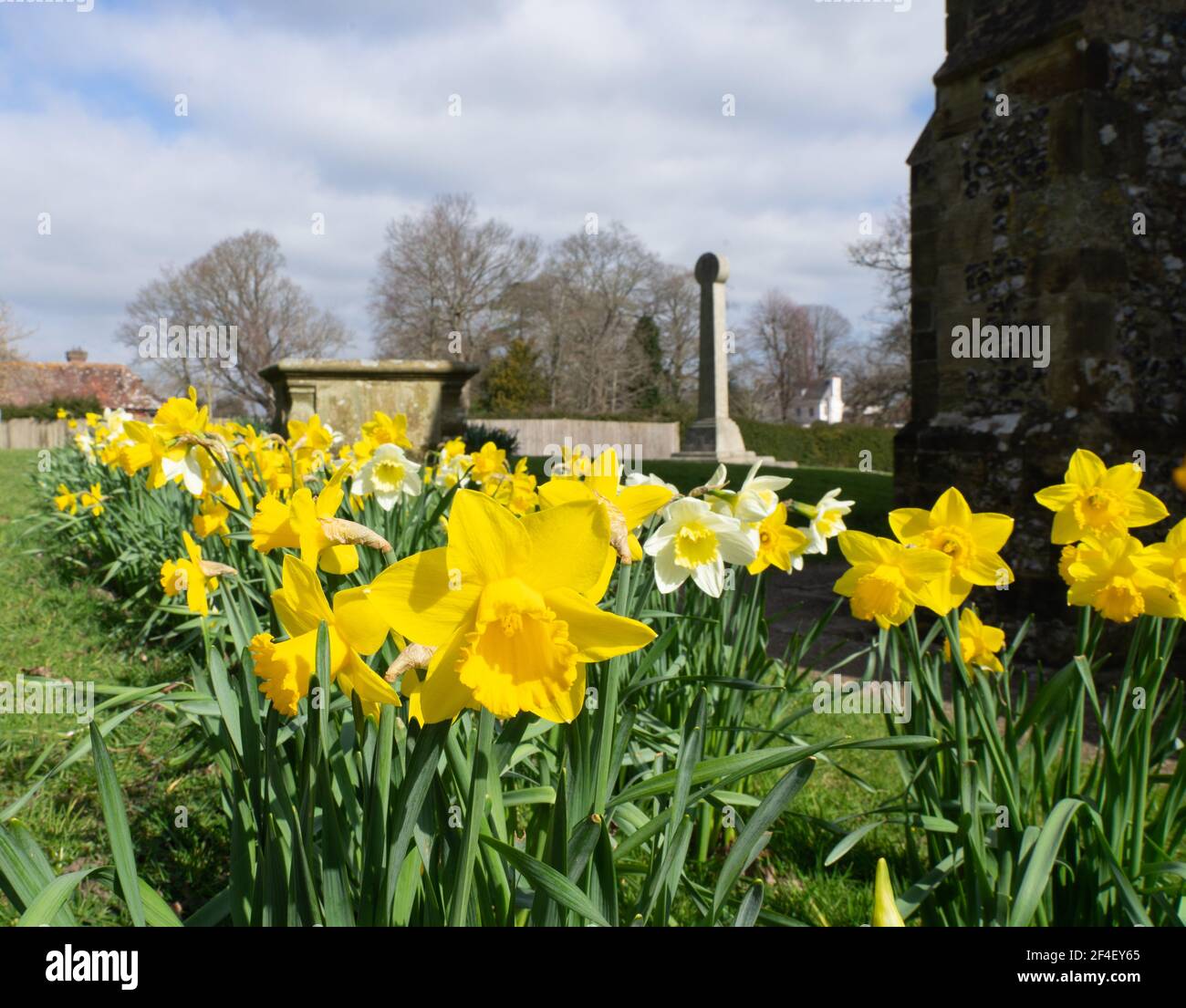 Daffodils in cemetery hi-res stock photography and images - Alamy