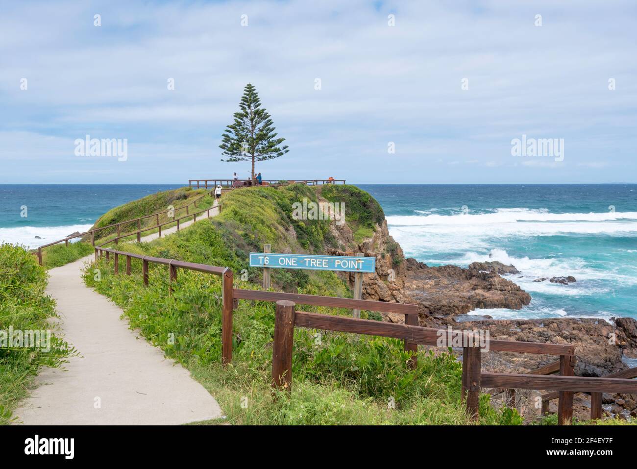 A lone Norfolk Island Pine (Araucaria heterophylla) sits at One Tree ...