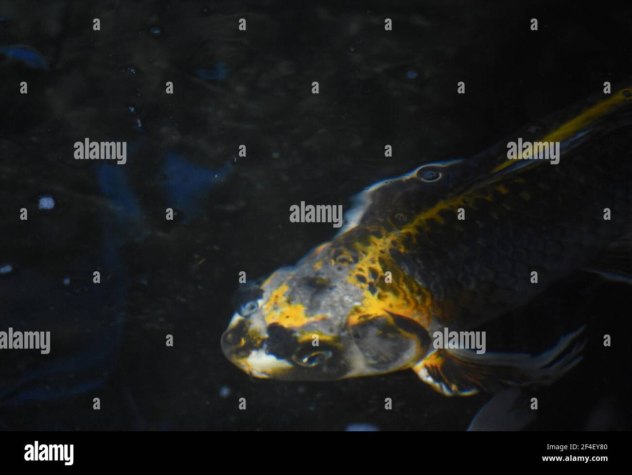 Yellow Black Koi