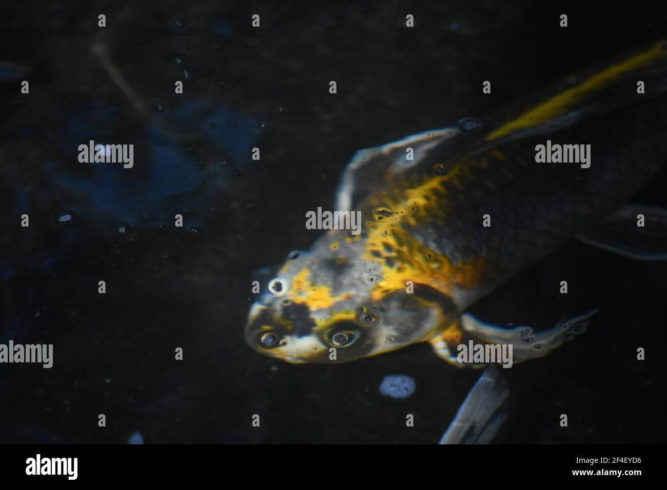 Stunning colors on the scales of a koi fish Stock Photo - Alamy