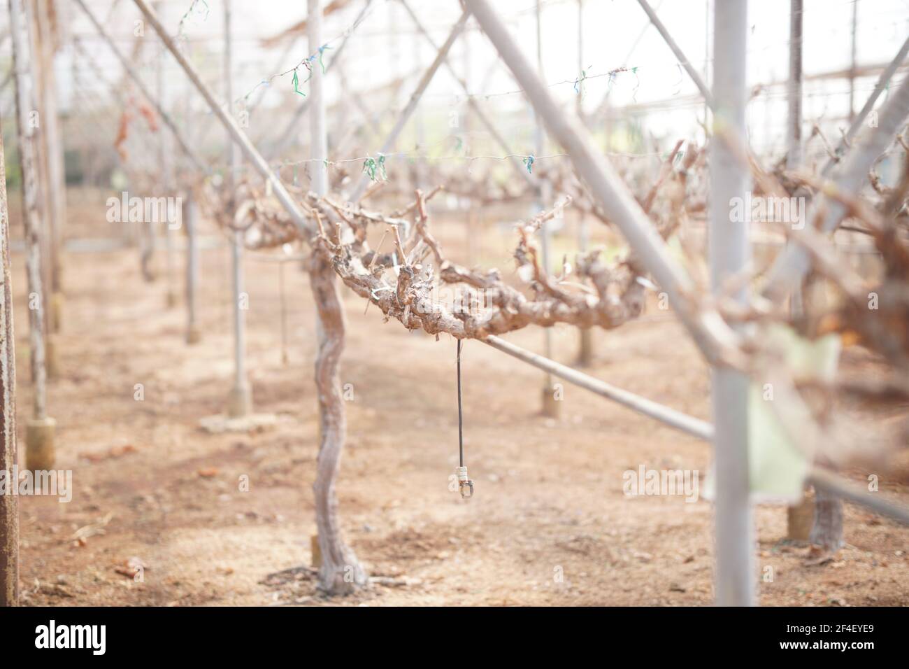 growing grape fruit plant tree in vineyard farm. viticulture orchard ...
