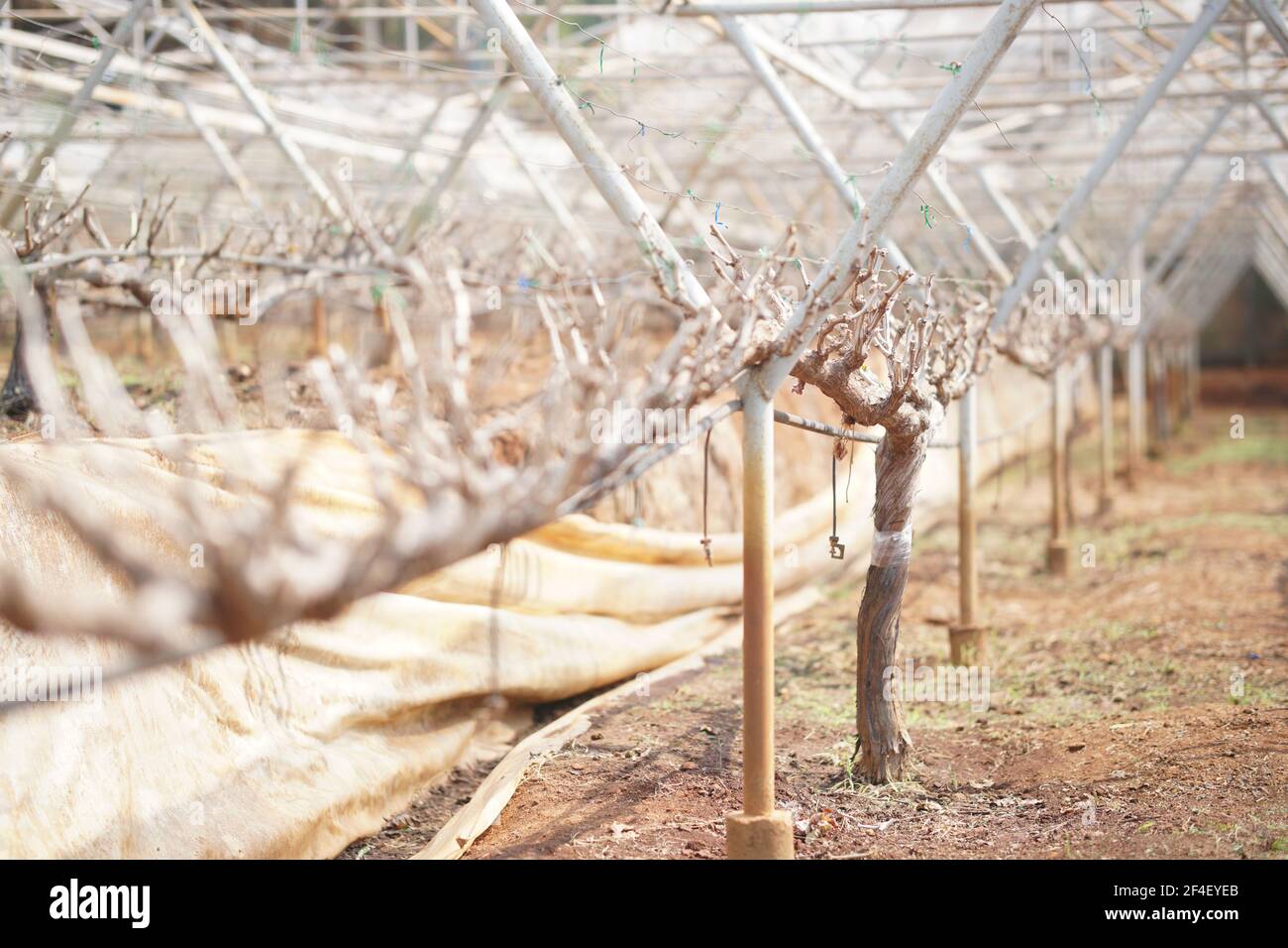 growing grape fruit plant tree in vineyard farm. viticulture orchard ...