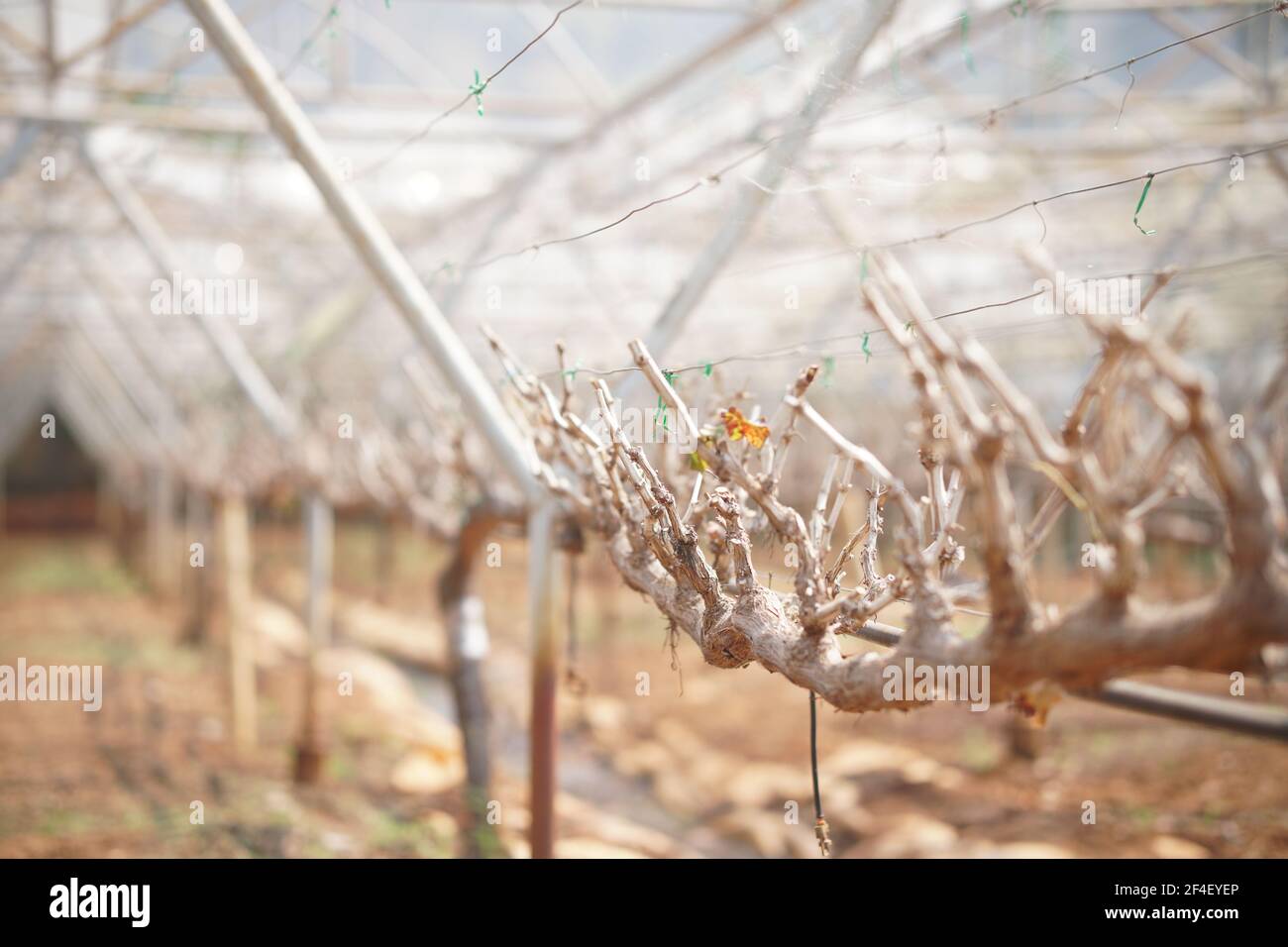 grape fruit plant tree growing in vineyard farm. viticulture orchard ...