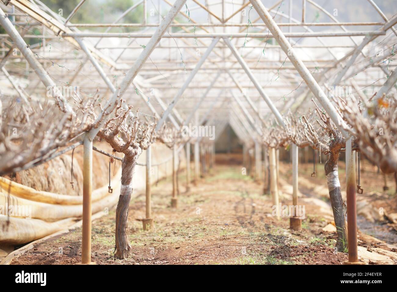 growing grape fruit plant tree in vineyard farm. viticulture orchard ...