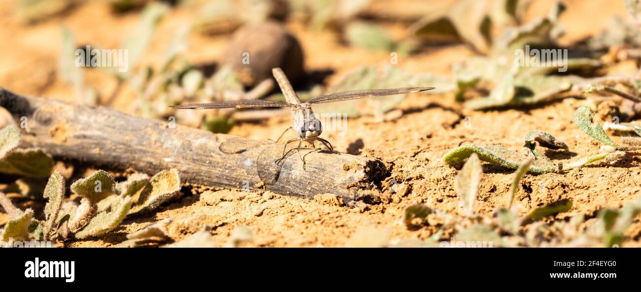 African dragonfly hi-res stock photography and images - Alamy