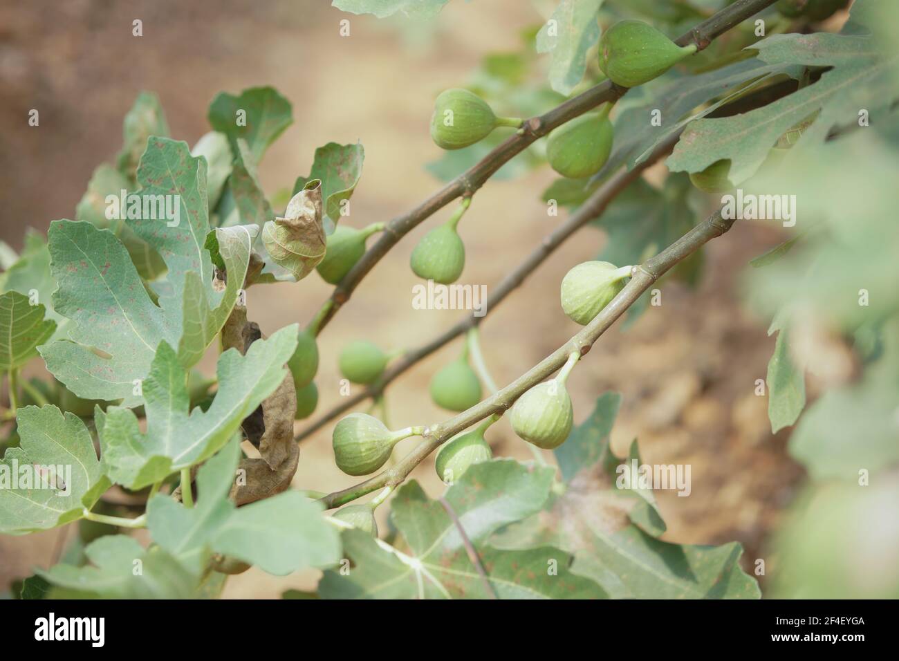 fig fruit plant tree growing in farm orchard Stock Photo - Alamy