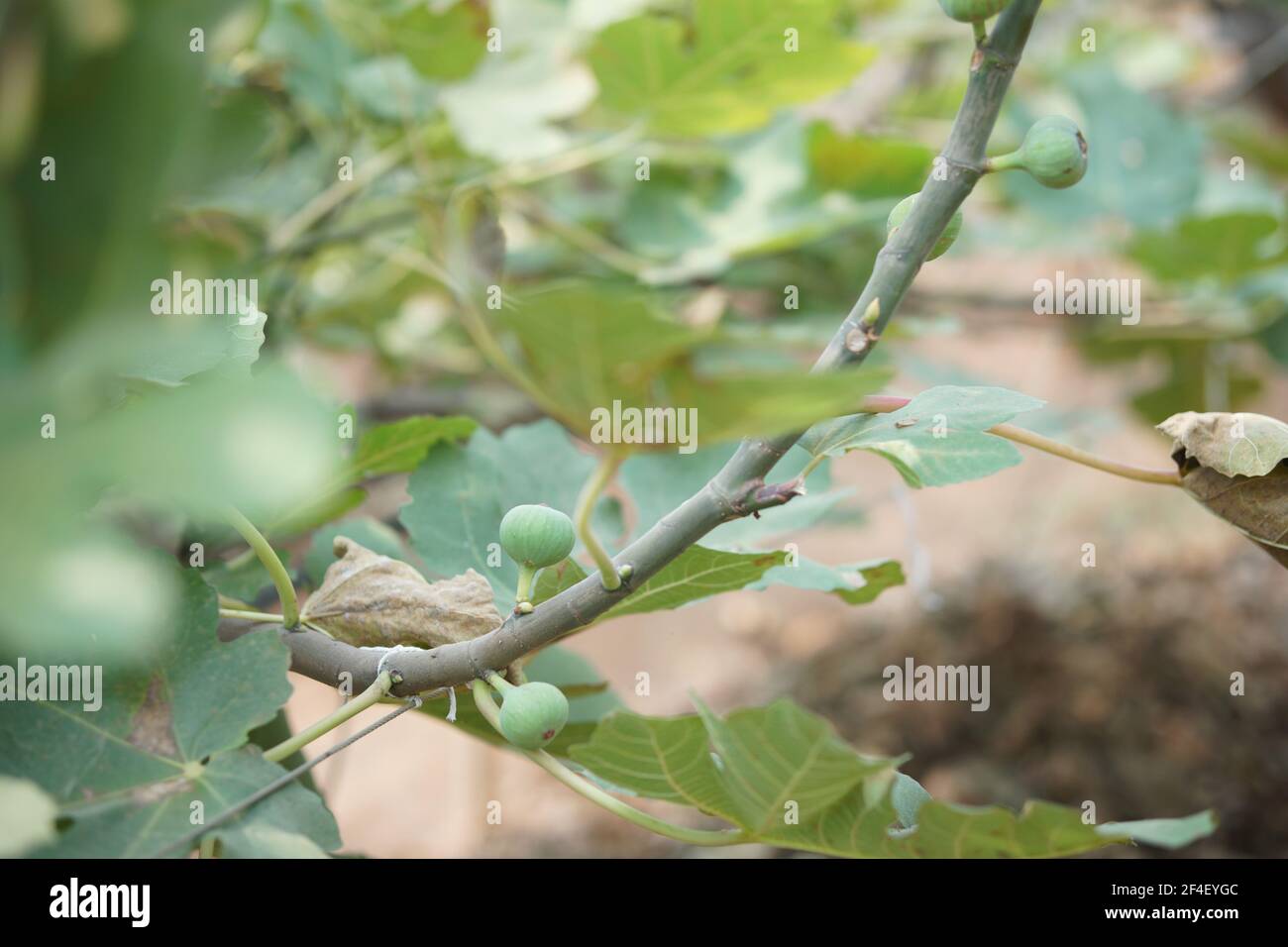 fig fruit plant tree growing in farm orchard Stock Photo - Alamy
