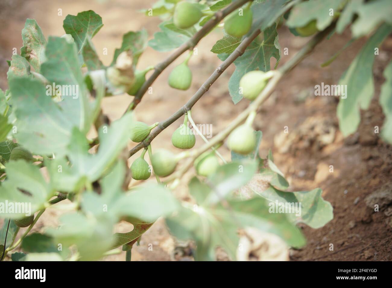 Fig tree fruit orchard hi-res stock photography and images - Alamy