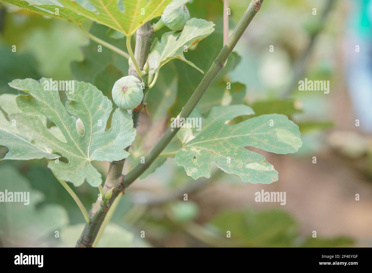 fig fruit plant tree growing in farm orchard Stock Photo - Alamy