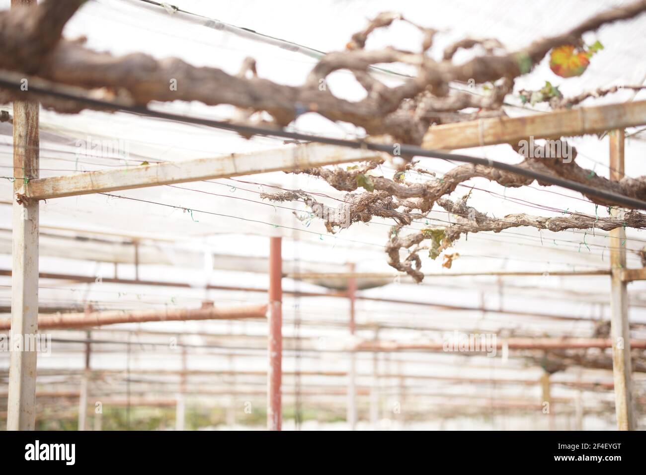 grape fruit plant tree growing in vineyard farm. viticulture orchard ...