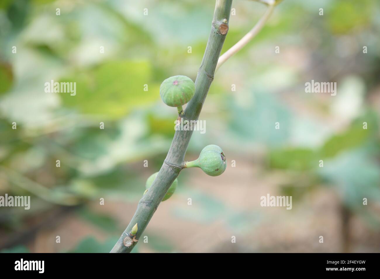 fig fruit plant tree growing in farm orchard Stock Photo - Alamy