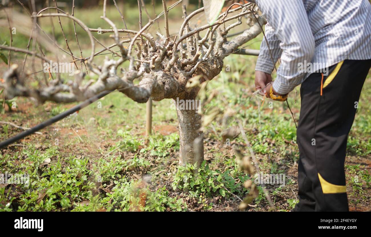 mulberry fruit plant tree growing in farm orchard Stock Photo - Alamy