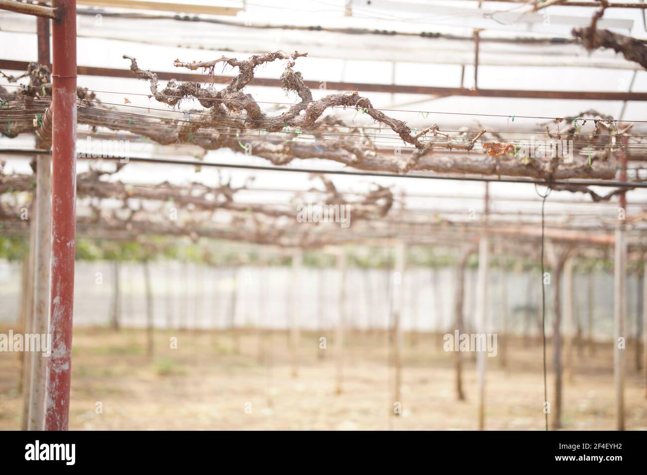 grape fruit plant tree growing in vineyard farm. viticulture orchard ...