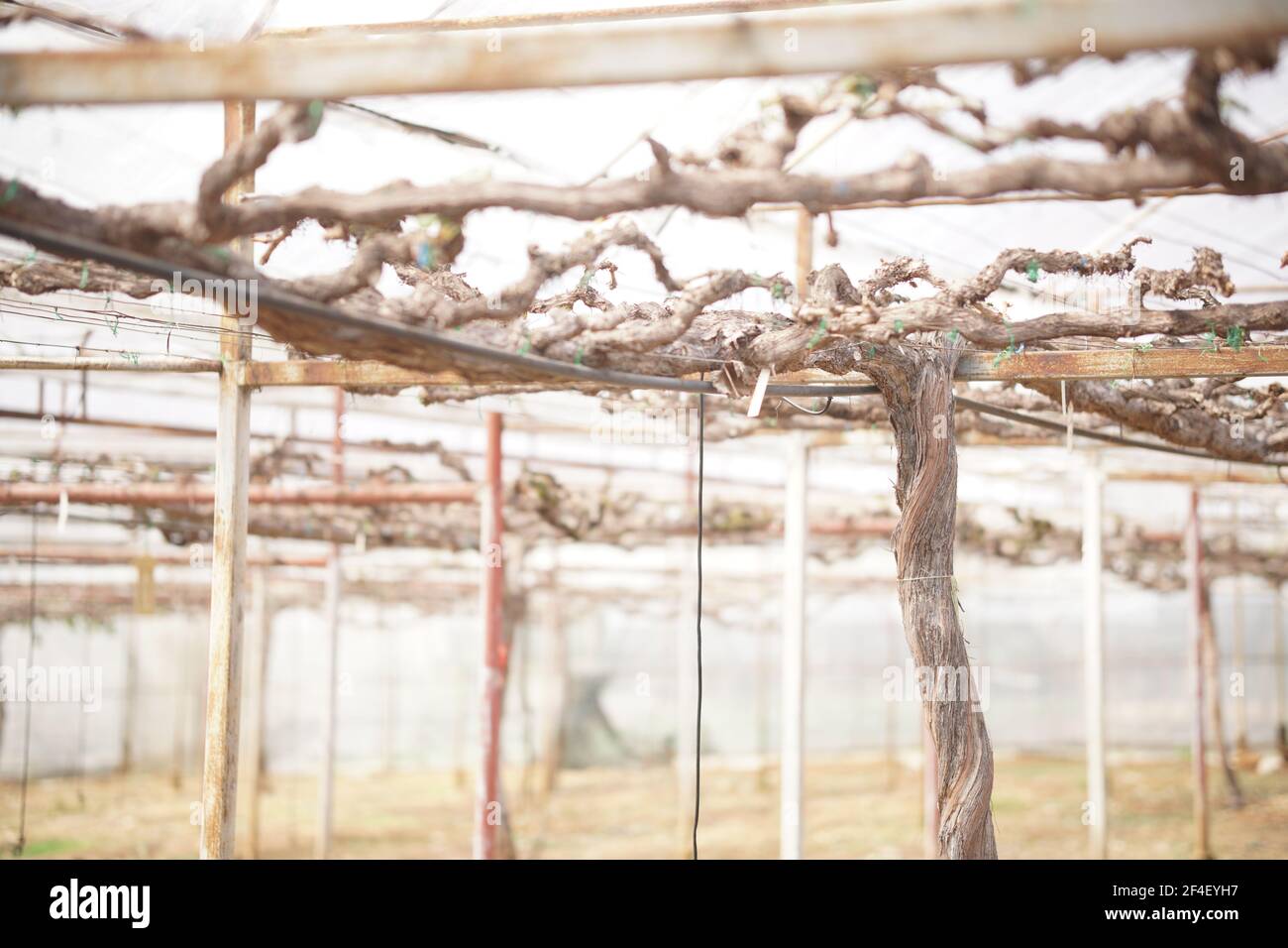 grape fruit plant tree growing in vineyard farm. viticulture orchard ...