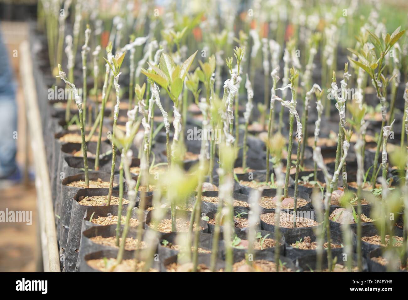 grafted avocado fruit plant tree grafting in nursery house. avocados ...