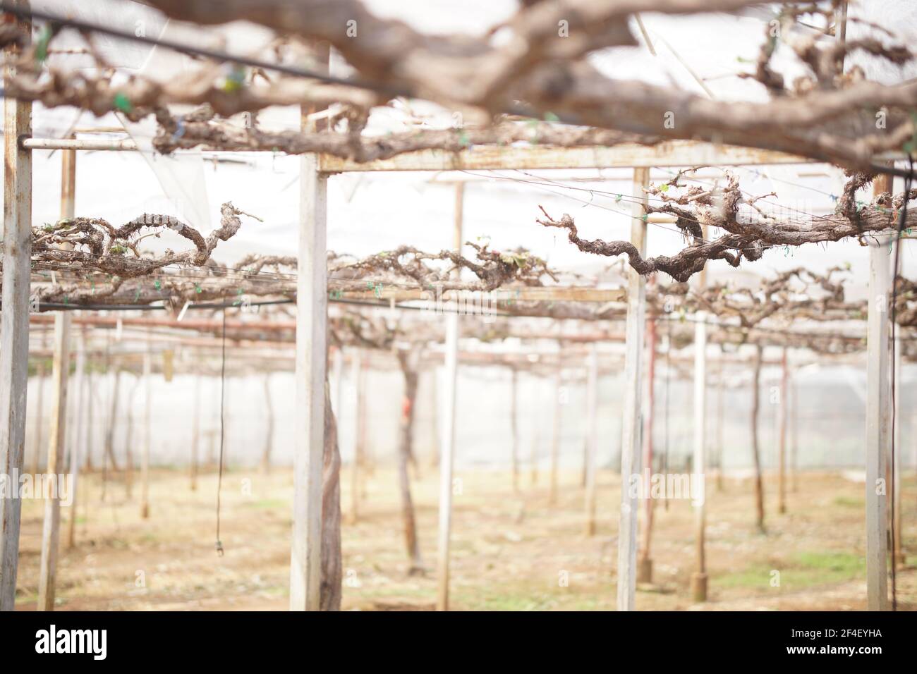 grape fruit plant tree growing in vineyard farm. viticulture orchard ...