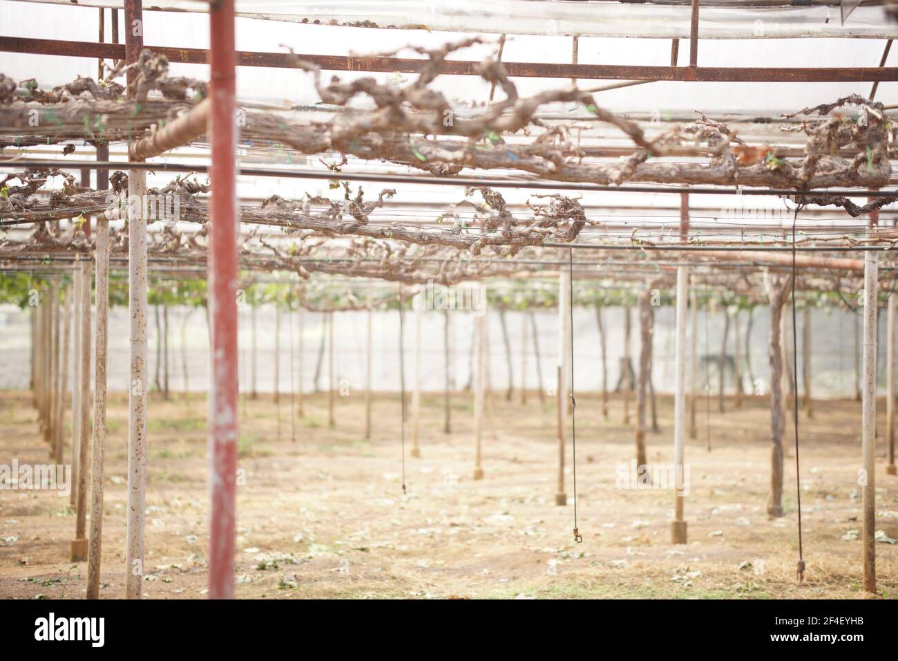 grape fruit plant tree growing in vineyard farm. viticulture orchard ...