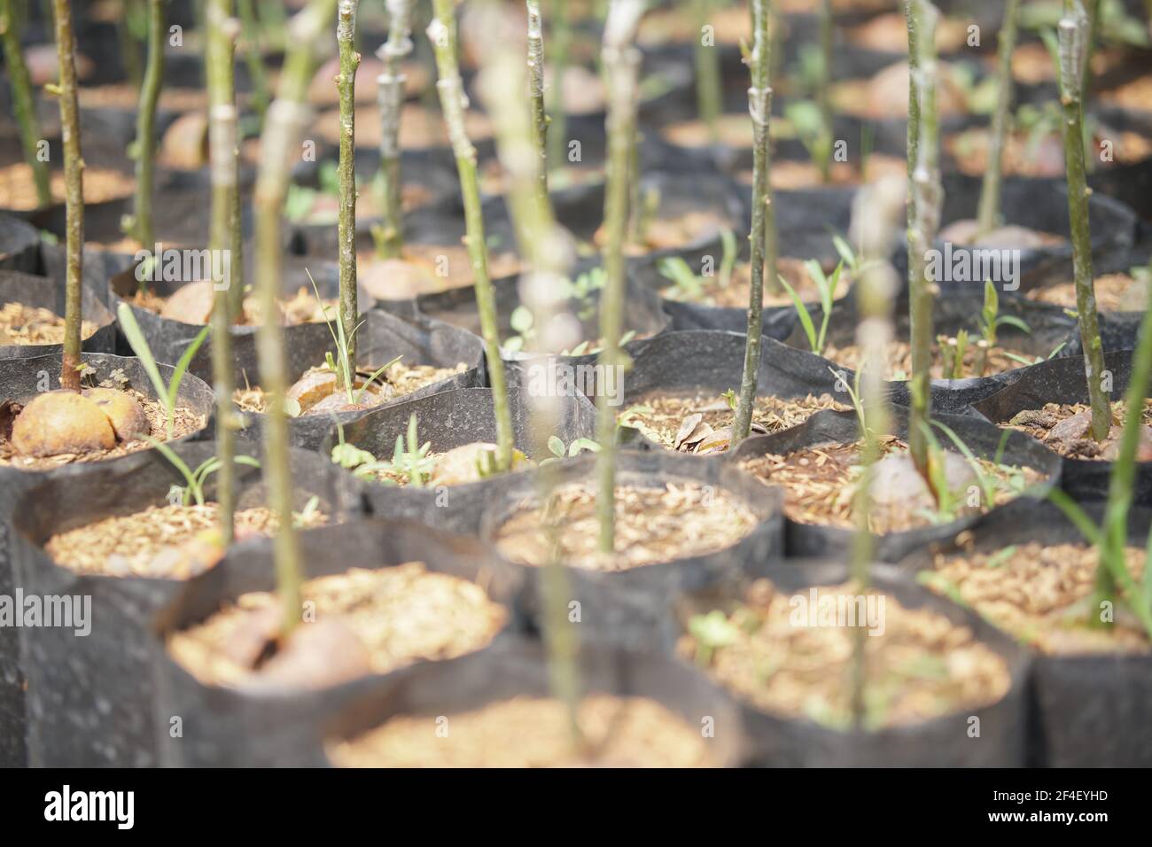 grafted avocado fruit plant tree grafting in nursery house. avocados ...
