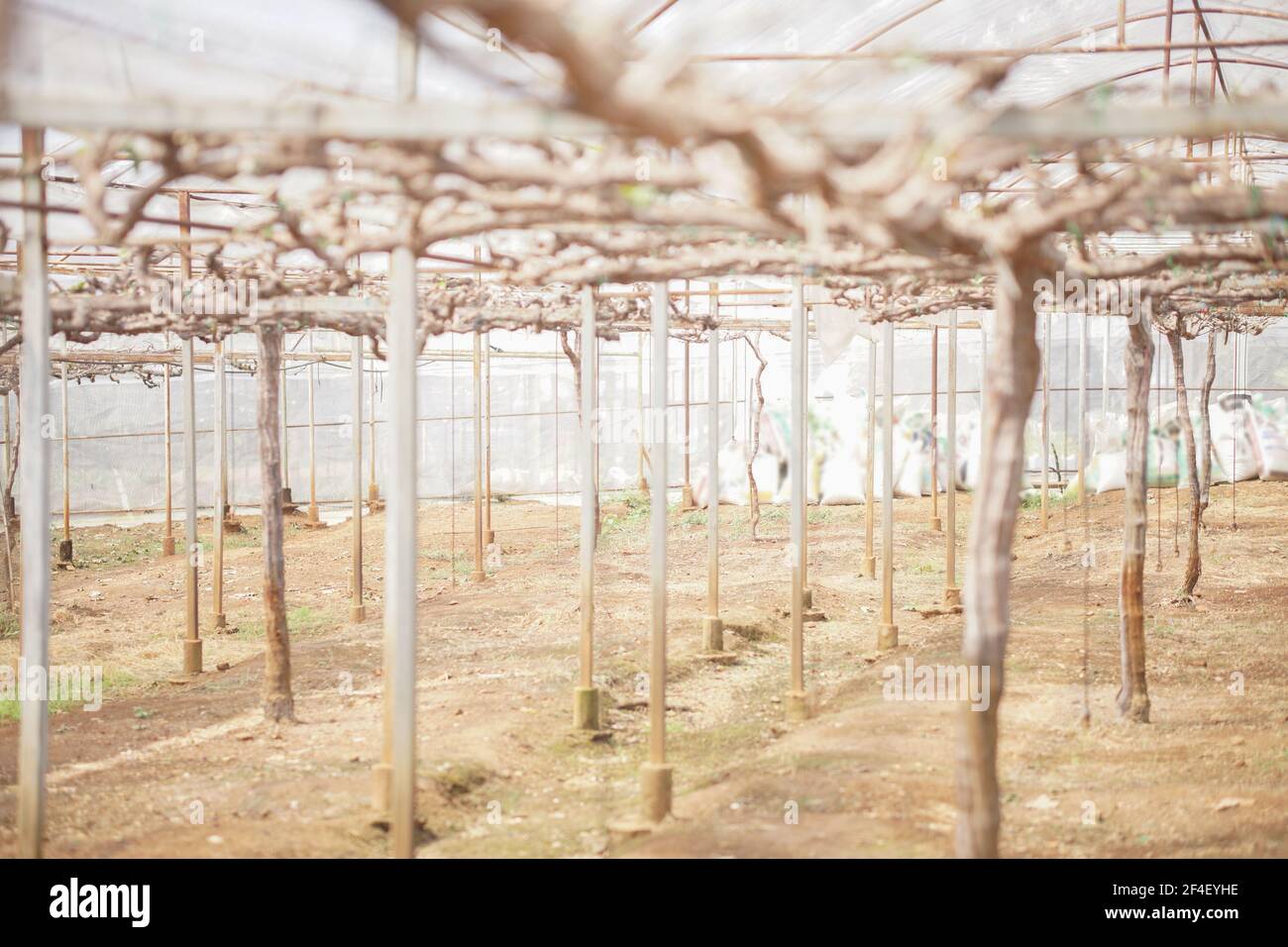 grape fruit plant tree growing in vineyard farm. viticulture orchard ...