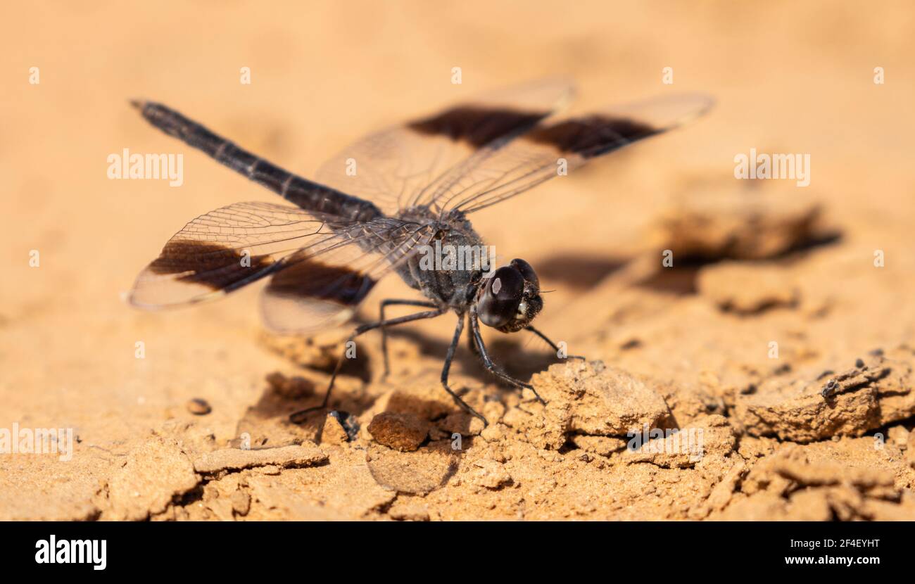African dragonfly hi-res stock photography and images - Alamy