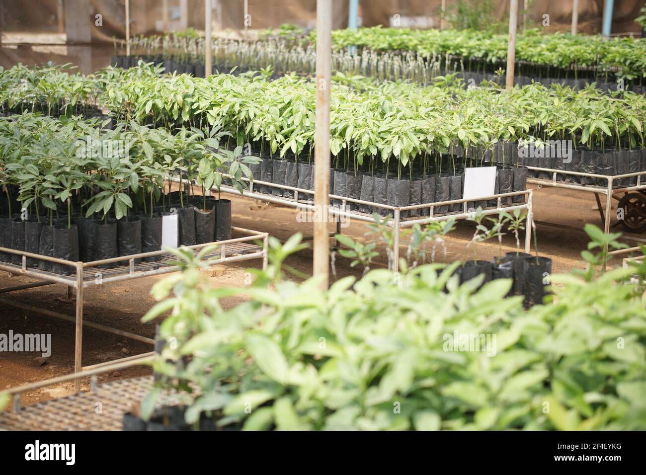 grafted avocado fruit plant tree grafting in nursery house. avocados ...