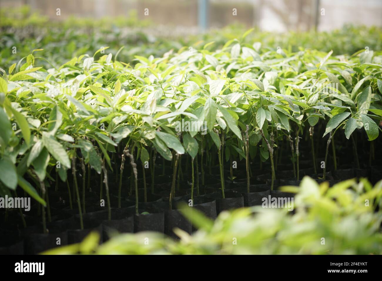 grafted avocado fruit plant tree grafting in nursery house. avocados ...