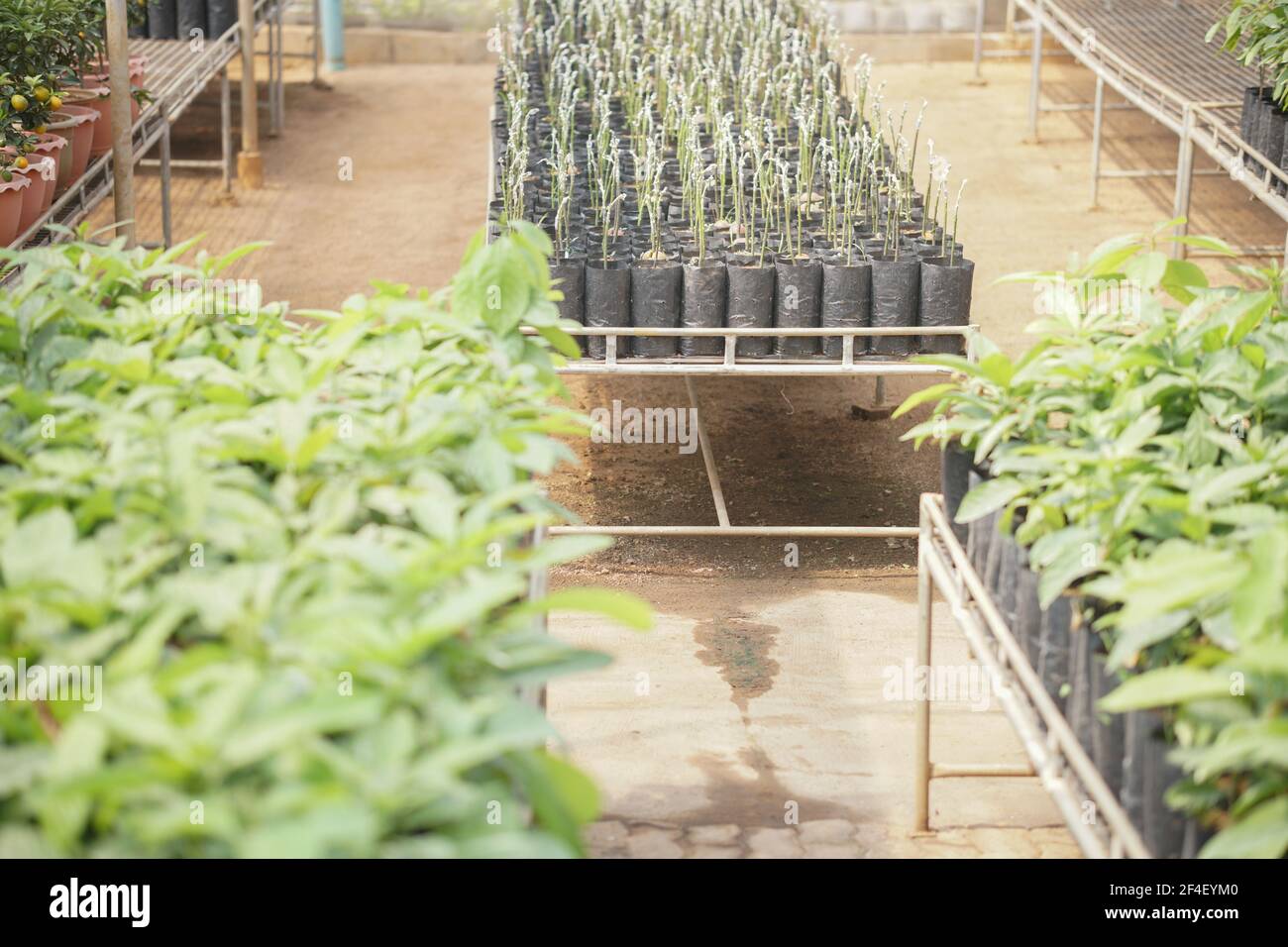 grafted avocado fruit plant tree grafting in nursery house. avocados ...