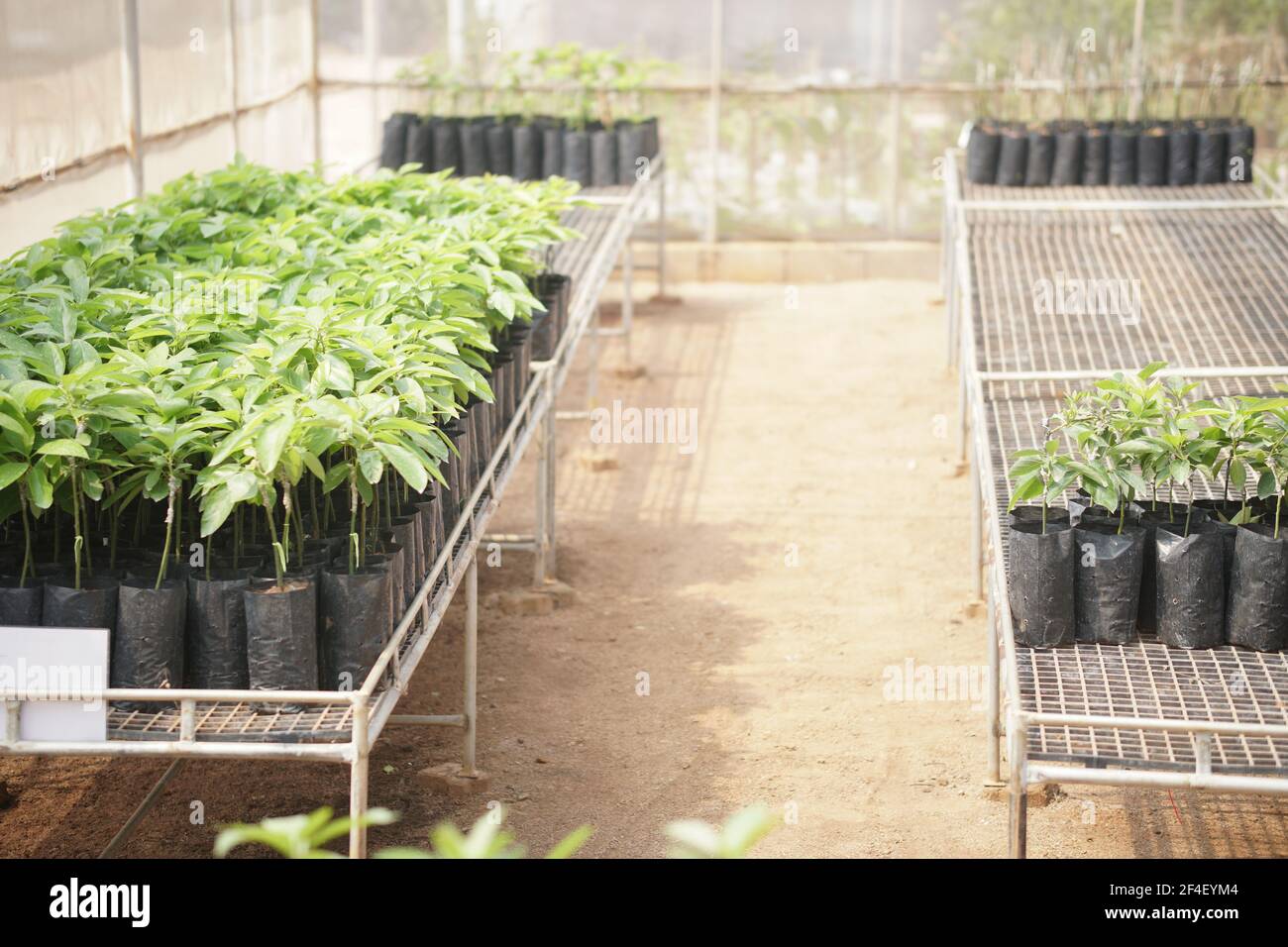 grafted avocado fruit plant tree grafting in nursery house. avocados ...