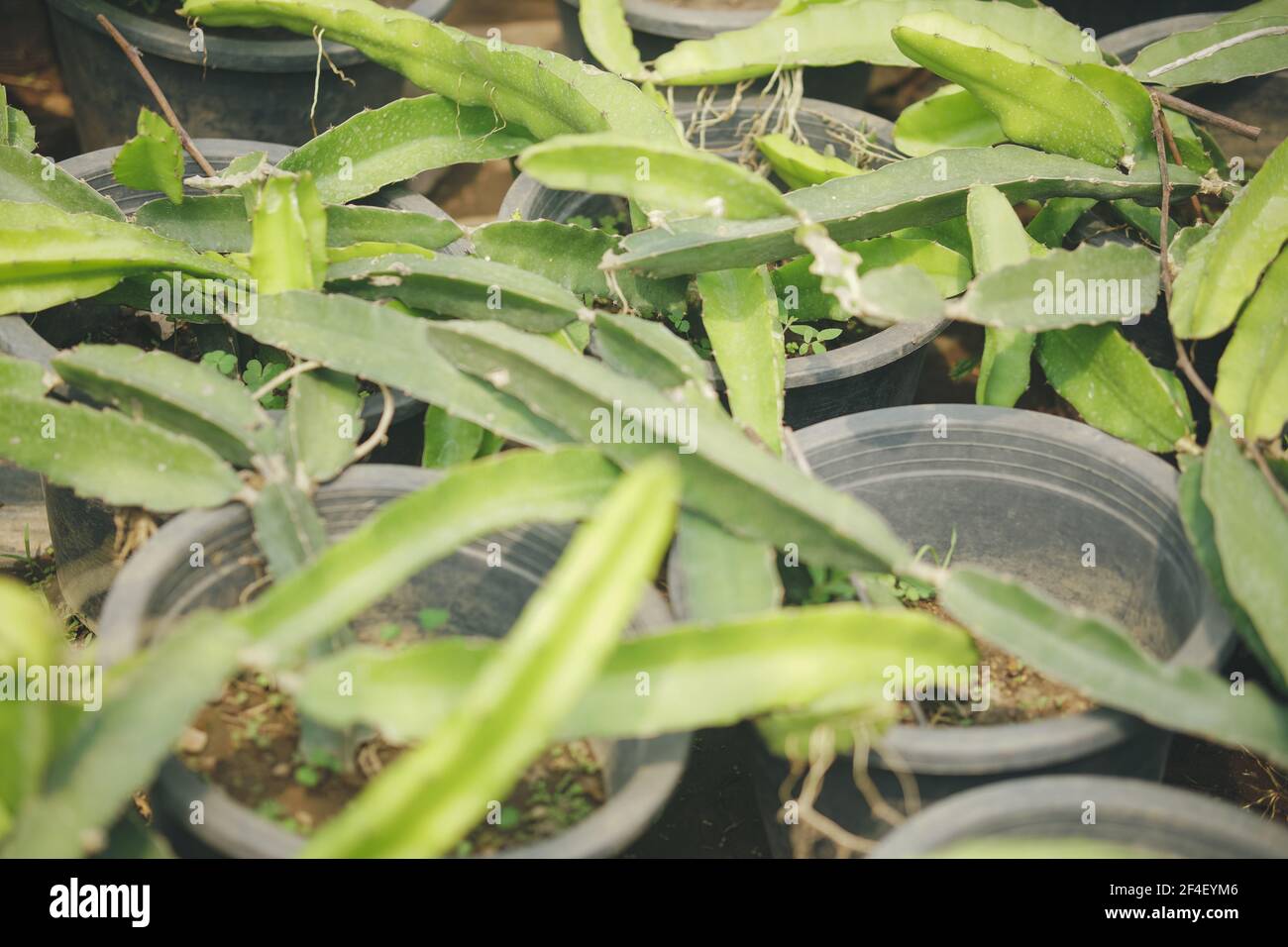 dragon fruit pitaya or pitahaya plant growing in pot in farm Stock ...