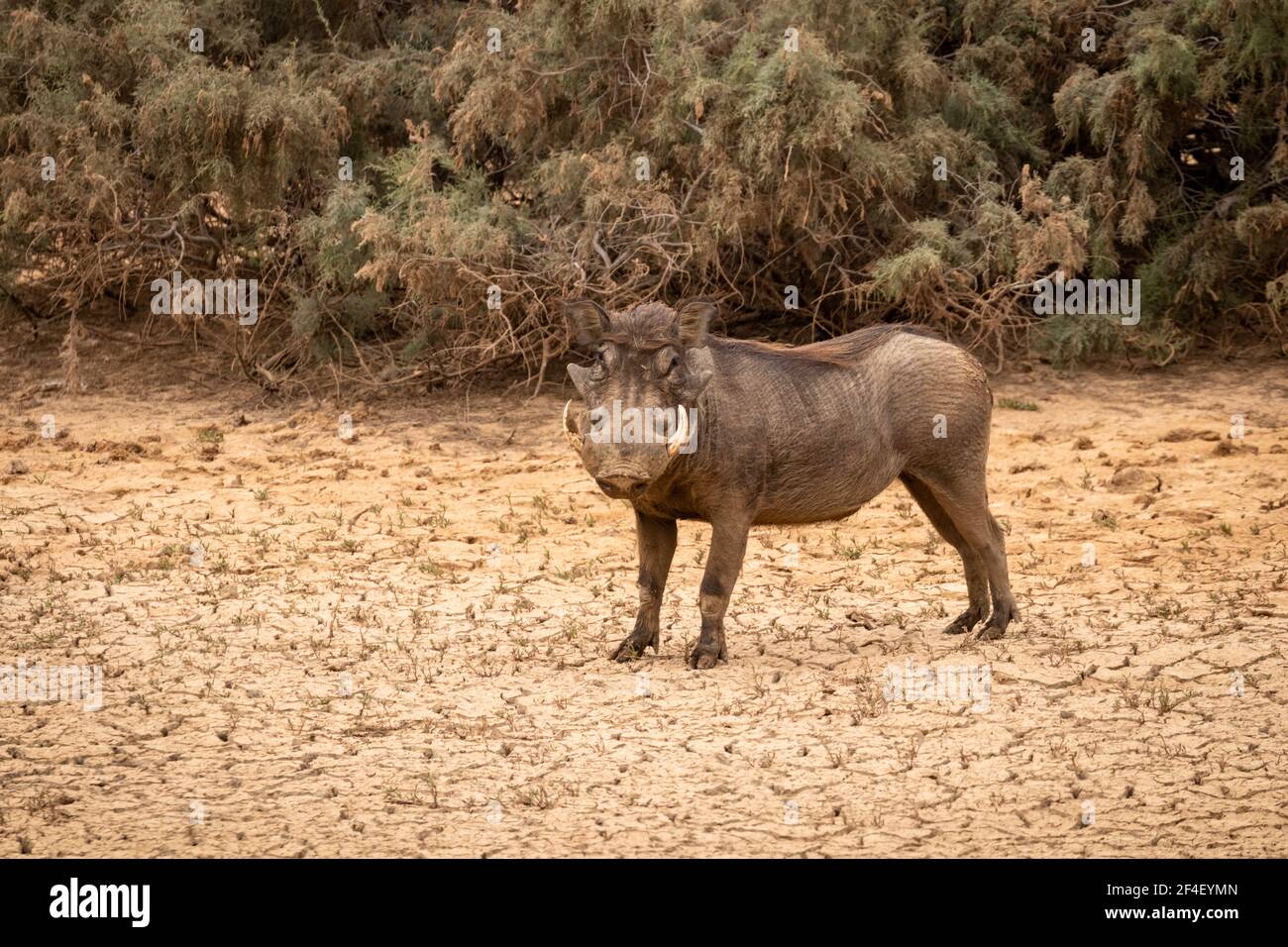 Single african warthog crossing a swamp, Mauritania Stock Photo - Alamy
