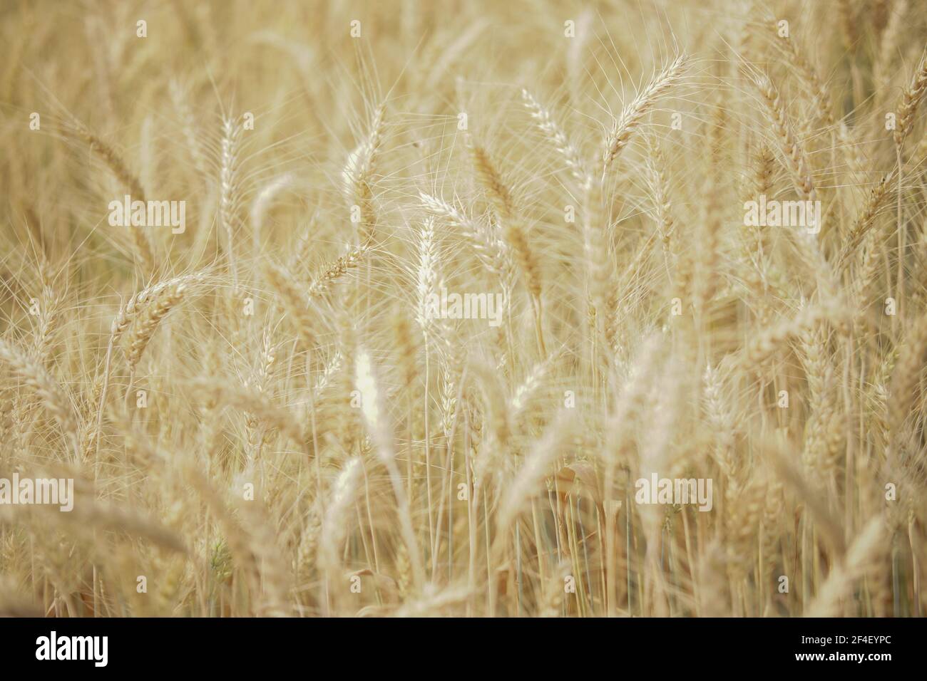 yellow wheat barley rice growing in paddy field in farmland Stock Photo ...