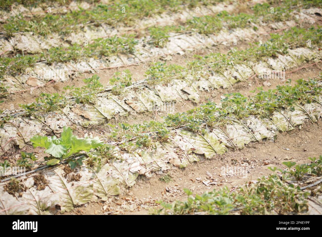 strawberry fruit plant growing in field farm. strawberries plantation ...
