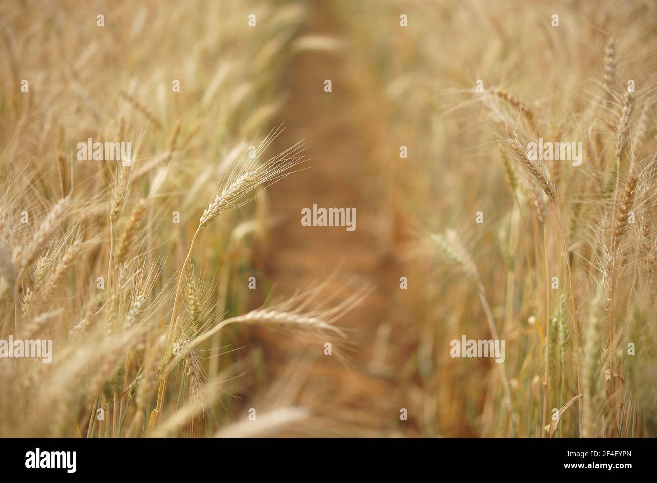 yellow wheat barley rice growing in paddy field in farmland Stock Photo ...