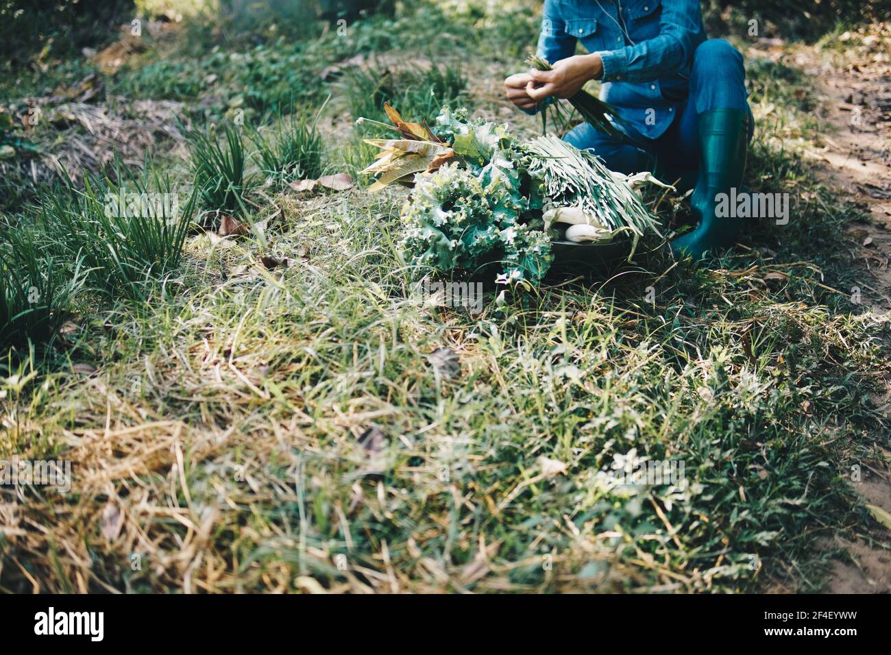 farmer picking harvesting chives vegetable from garden farm Stock Photo ...