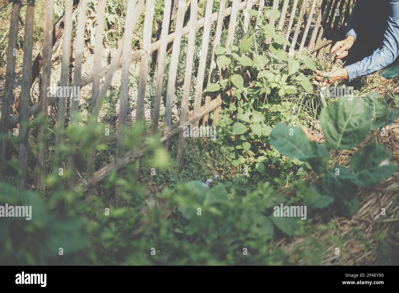 farmer picking harvesting chives vegetable from garden farm Stock Photo ...