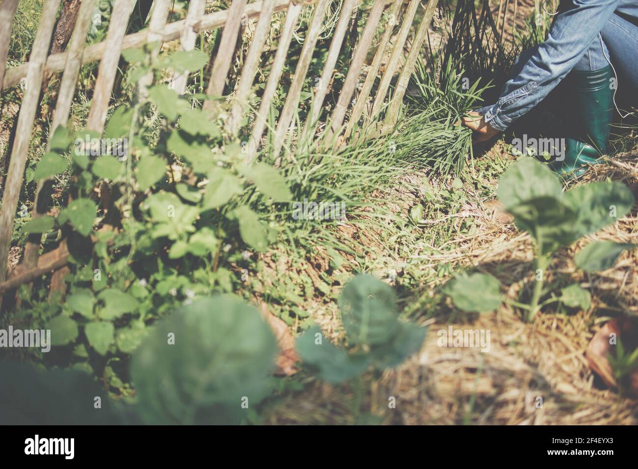 farmer picking harvesting chives vegetable from garden farm Stock Photo ...