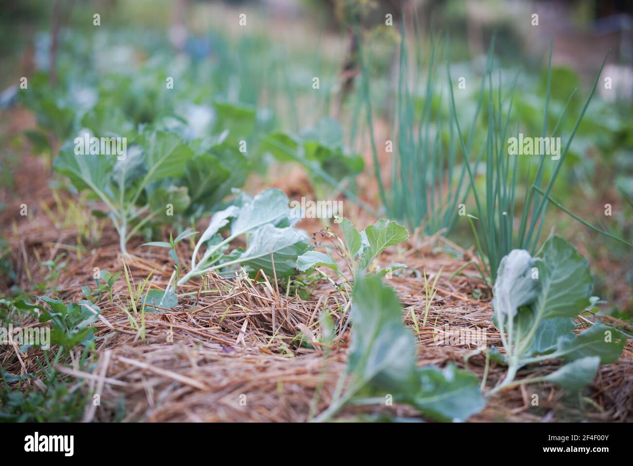 vegetable plant growing in garden farm. food plantation Stock Photo - Alamy