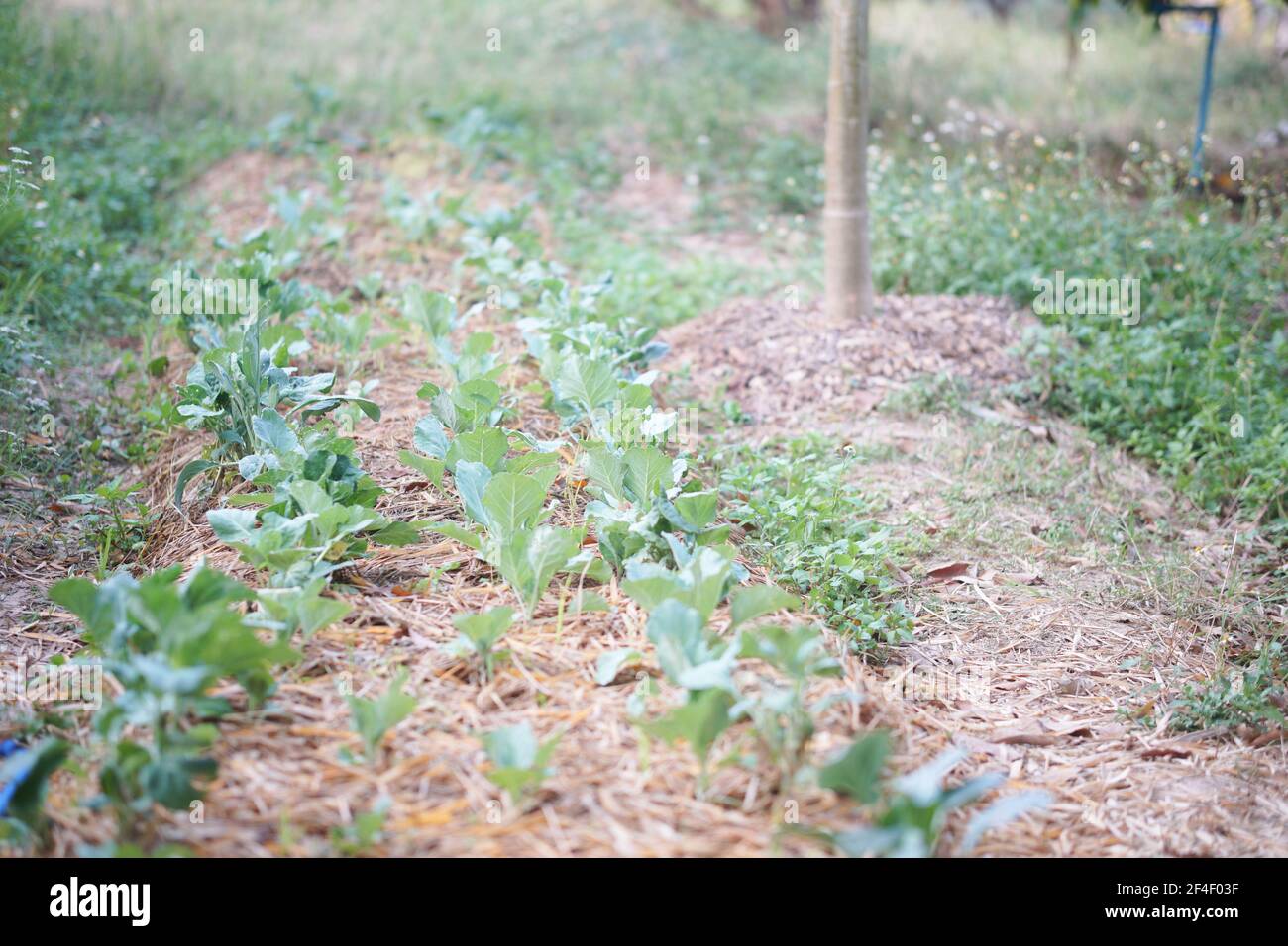 vegetable plant growing in garden farm. food plantation Stock Photo - Alamy