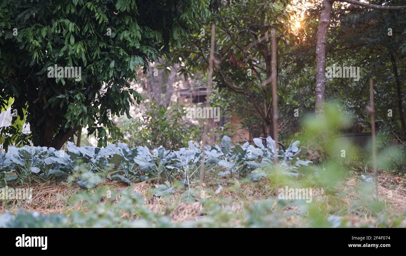 vegetable plant growing in garden farm. food plantation Stock Photo - Alamy