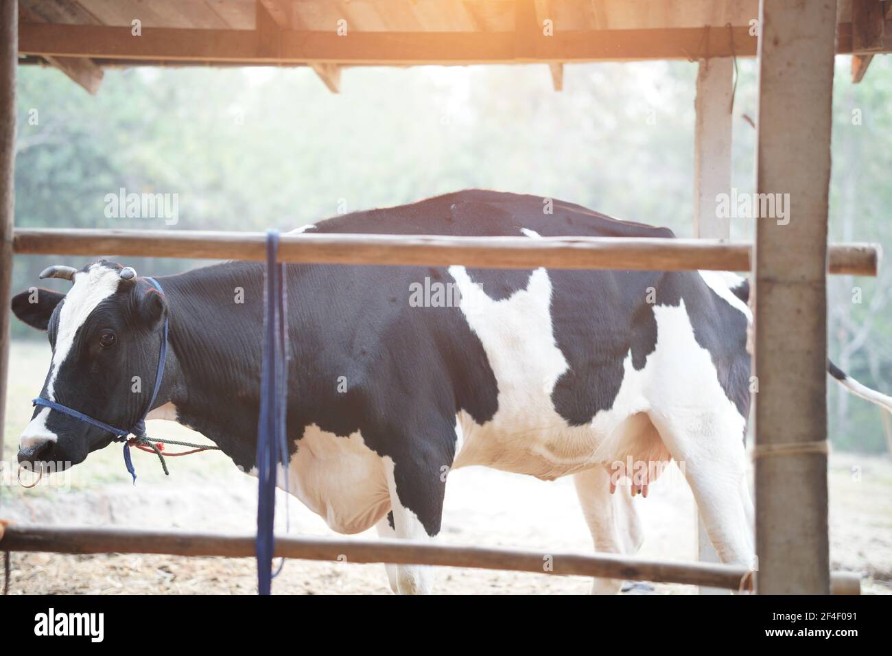 Milking cow in cowshed barn stall in dairy farm Stock Photo - Alamy