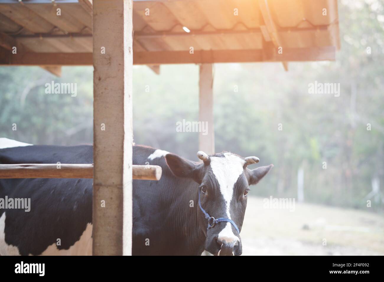 Milking cow in cowshed barn stall in dairy farm Stock Photo - Alamy