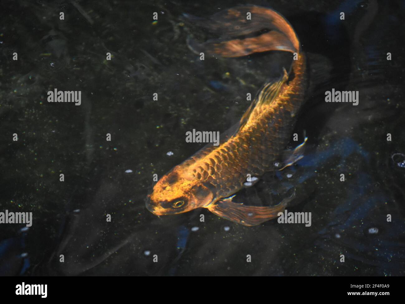Beautiful orange koi fish swimming Stock Photo - Alamy